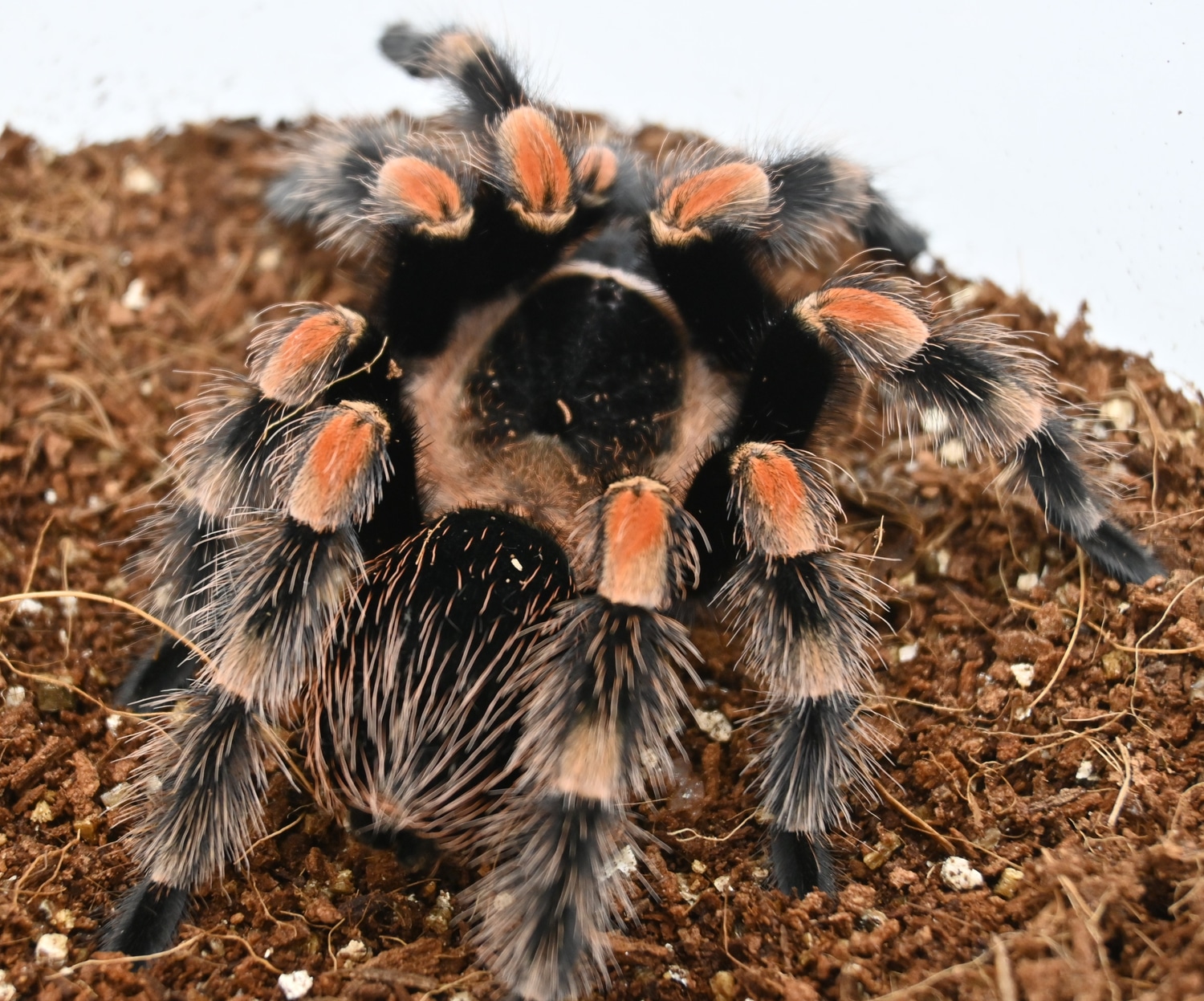 Brachypelma Hamorii Tarantula by BugFarts - MorphMarket