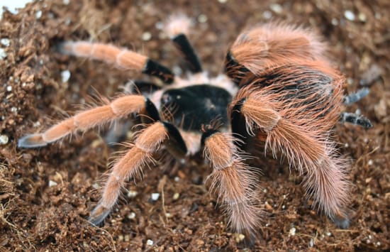 Megaphobema Robustum Tarantula by BugFarts