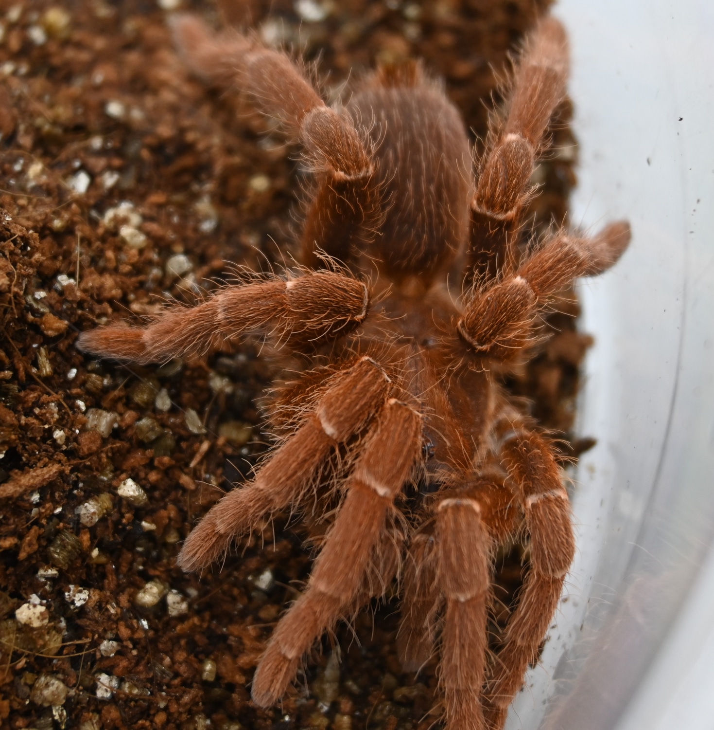 Pelinobius Muticus Tarantula by BugFarts - MorphMarket