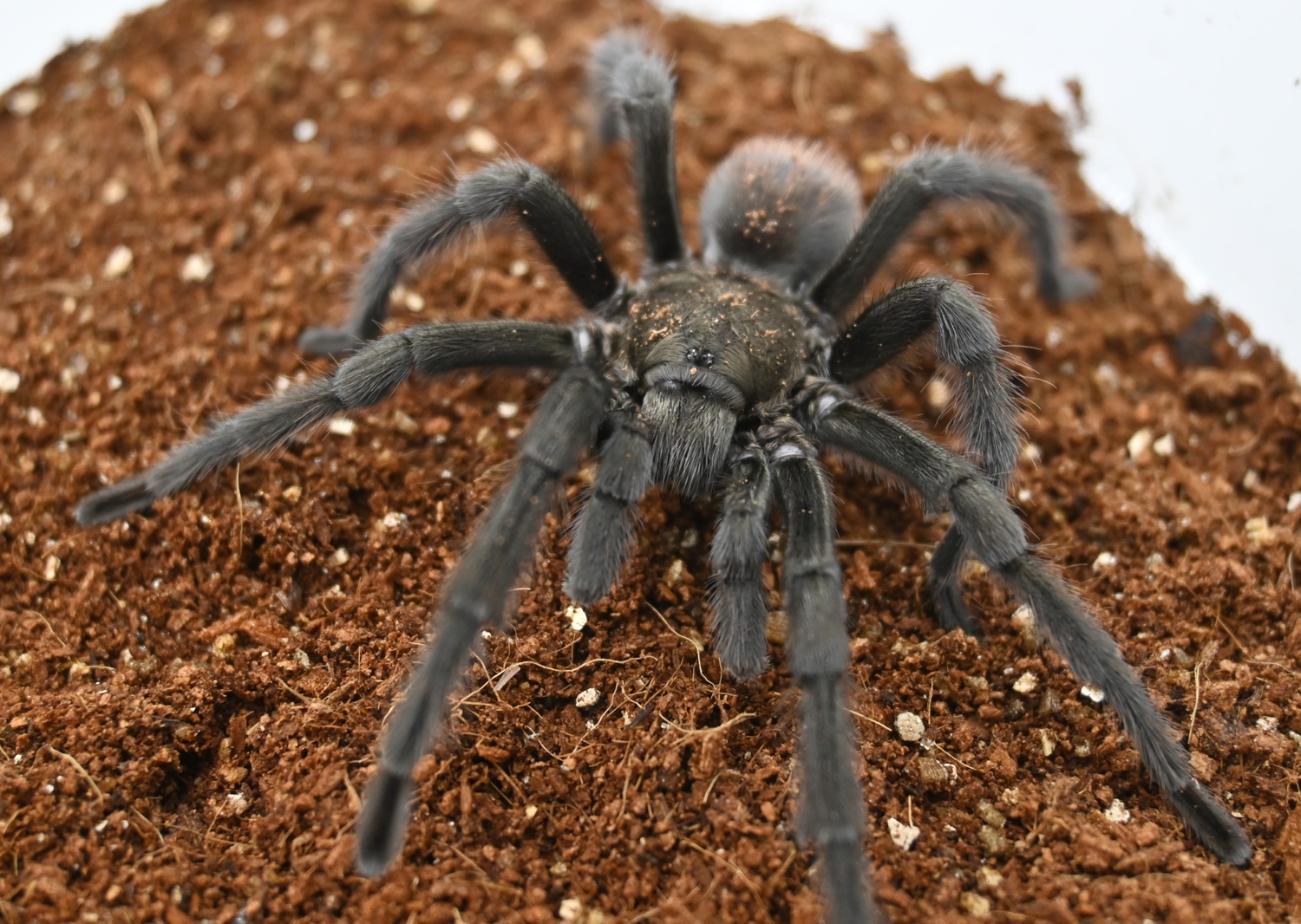 Aphonopelma Moderatum Tarantula by BugFarts - MorphMarket