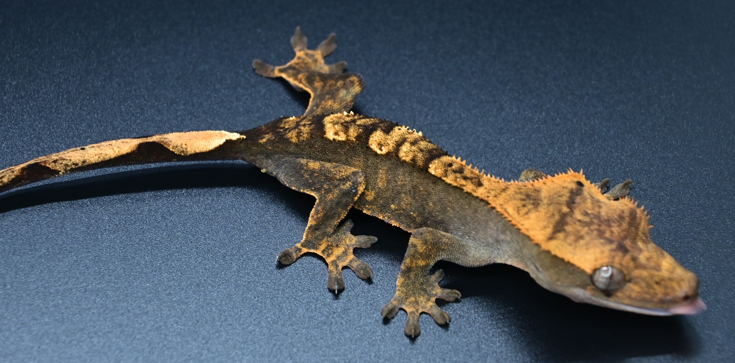 Flame Crested Gecko by BugFarts - MorphMarket