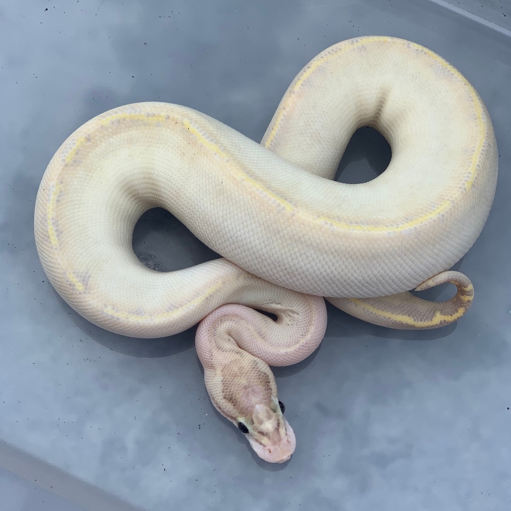 Fire Super Yellow Belly Ball Python by 815 Reptiles - MorphMarket