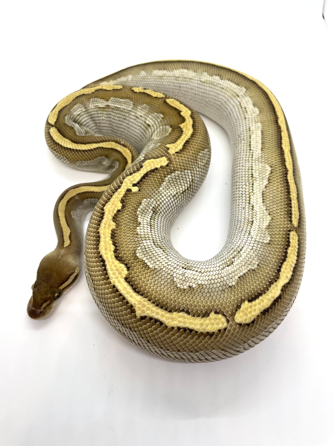 Bongo Cinnamon Lesser Ball Python by 815 Reptiles - MorphMarket