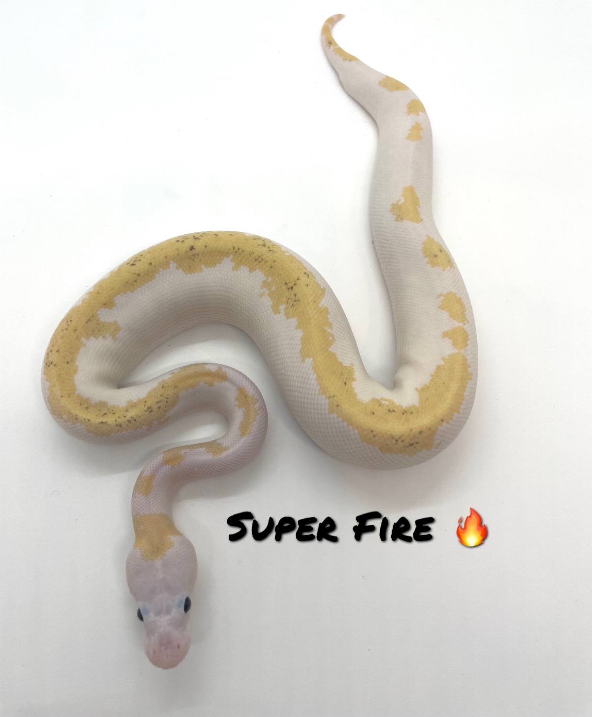 Super Fire Ball Python by 815 Reptiles - MorphMarket