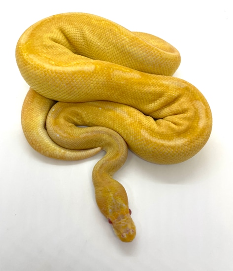 Albino Black Pastel Champagne Ball Python by 815 Reptiles