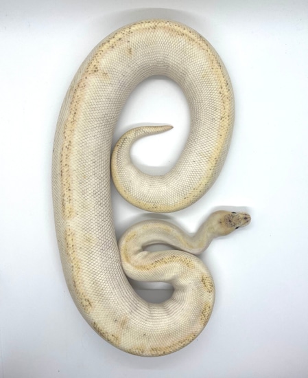 Champagne Lesser Fire Enchi Ball Python by 815 Reptiles