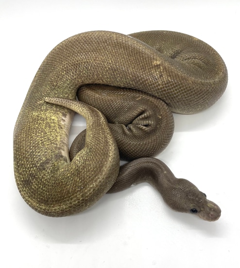 Mahogany Pewter Fire Ball Python by 815 Reptiles