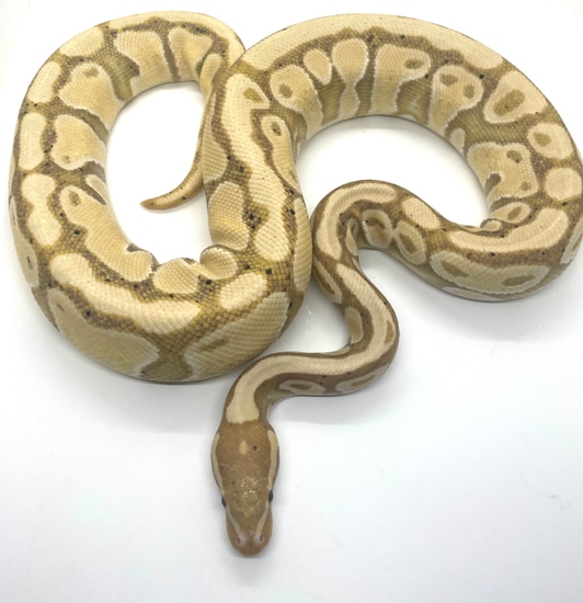 Banana Het Clown Ball Python by 815 Reptiles