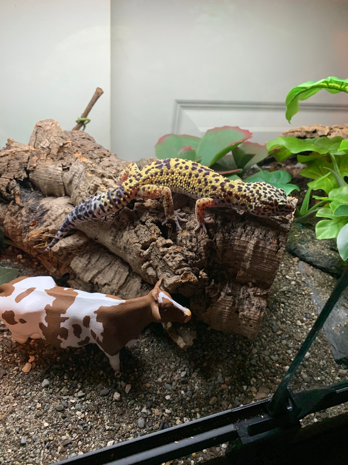 Normal Morph Leopard Gecko by Nat’s Reptiles - MorphMarket
