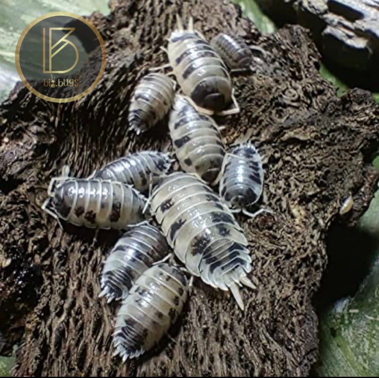 Porcellio Laevis Dairy Cow - 25ct Isopod by Bug Lords - MorphMarket