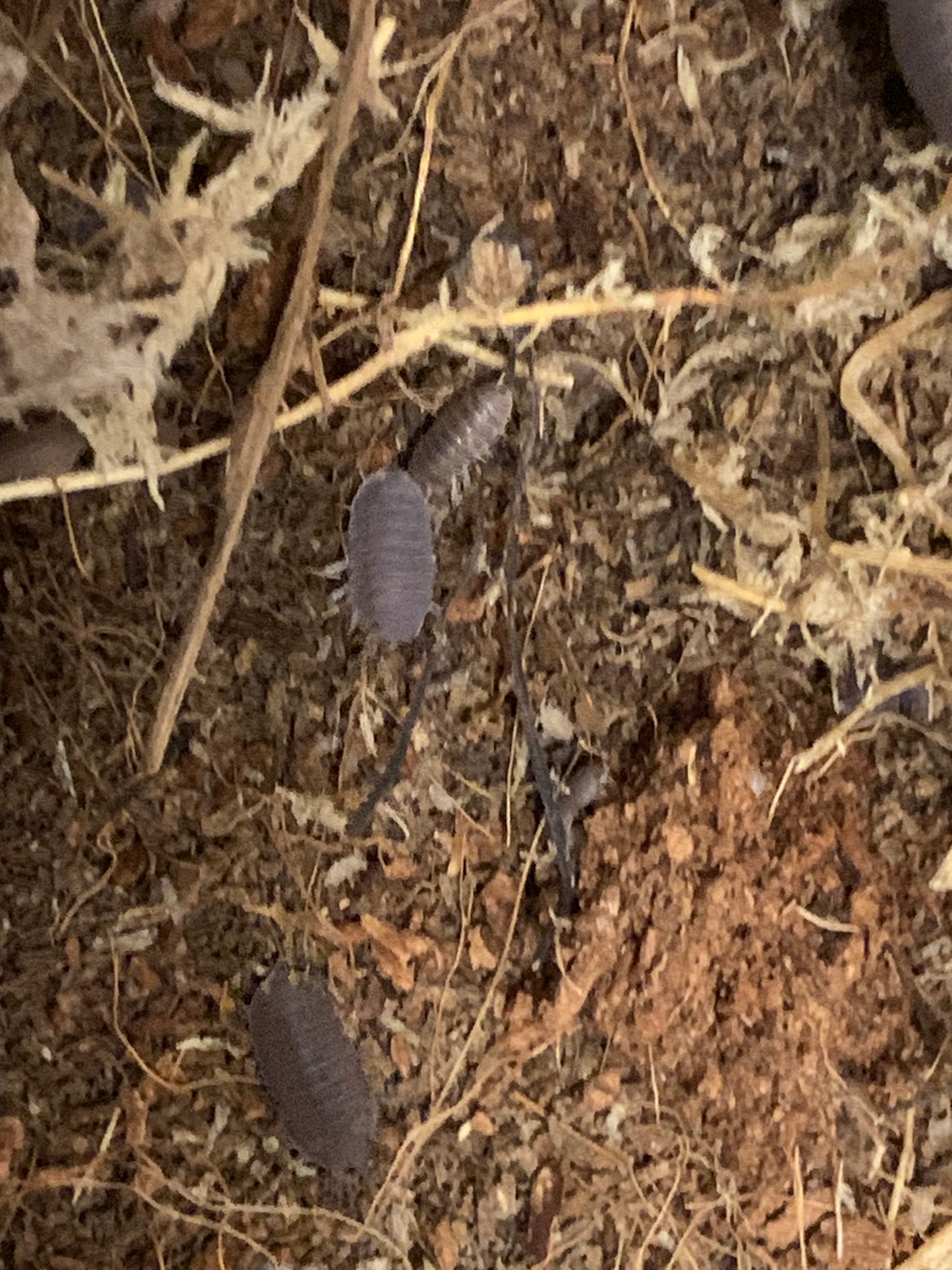 Bulk Little Sea Isopod by Isopodpros - MorphMarket