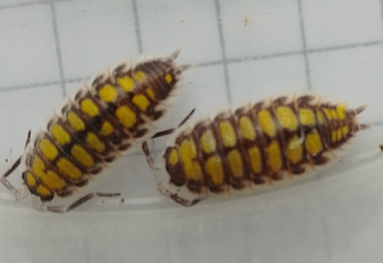 15 Porcellio Haasi High Yellow Isopods, Small ~1cm And 2 Spares by Bugs ...