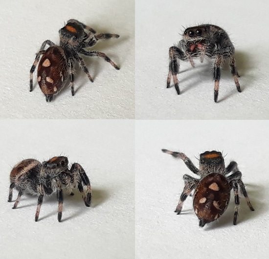 Regal Jumping Spider Sling ♀ (Phidippus Regius) by Bugs on the Web