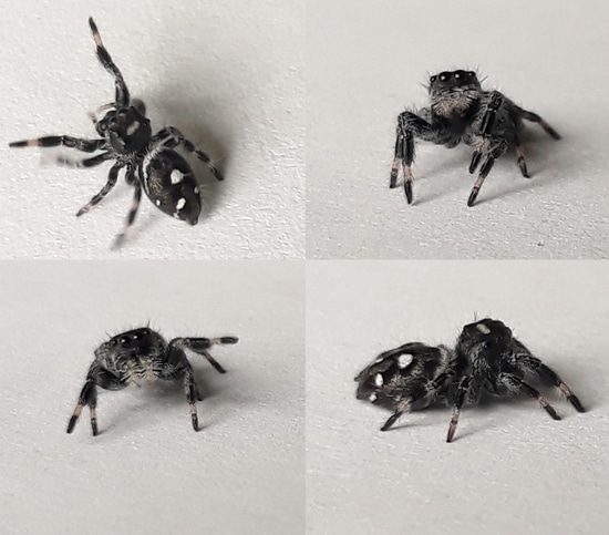 Regal Jumping Spider Sling ♂ (Phidippus Regius) by Bugs on the Web