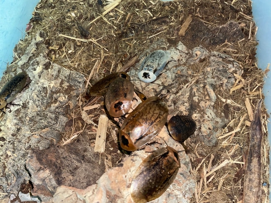 Peppered Roach , Archimandrita Tesselata 5ct Cockroach by Bugsy & Co