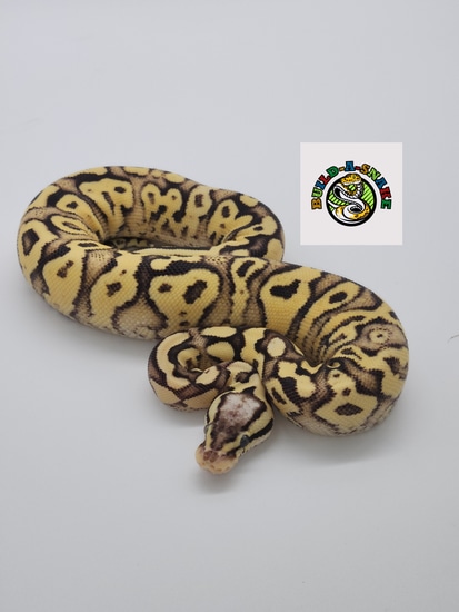Pastel, Fire, Yellow Belly, Het Clown Ball Python by Build-A-Snake