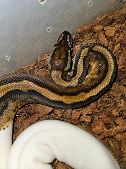 Pie Bald, Het Clown Female Adult Ball Python by Build-A-Snake