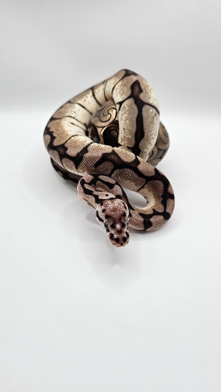 Male Vpi Axanthic Pastel Spider Ball Python by Wild Child Exotics