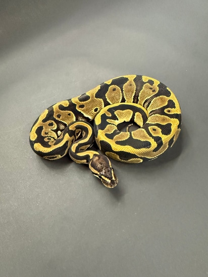 Leopard Het. VPI Axanthic 66% Clown Ball Python by Wild Child Exotics