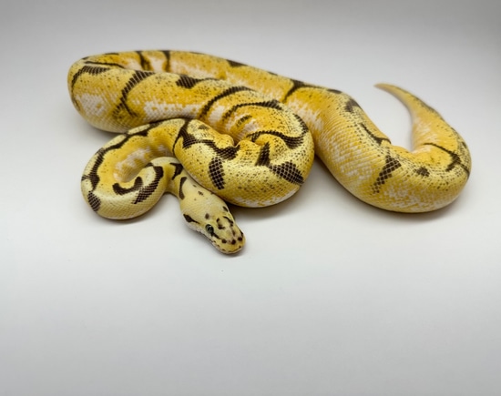 YB Sugar Enchi Bumblebee Ball Python by Morph Obsession