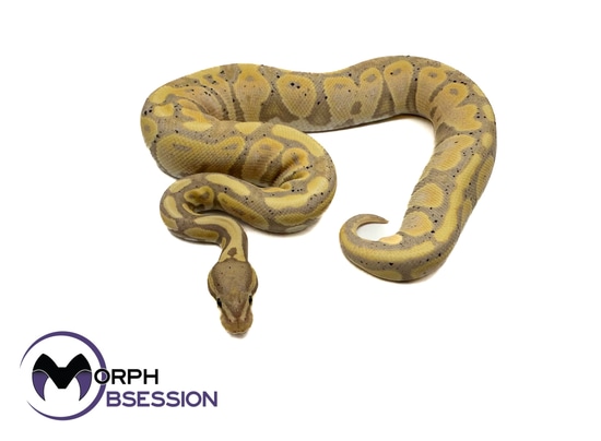 Banana Het Clown Ball Python by Morph Obsession