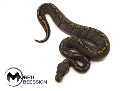 GHI Chocolate Hypo Ball Python by Morph Obsession