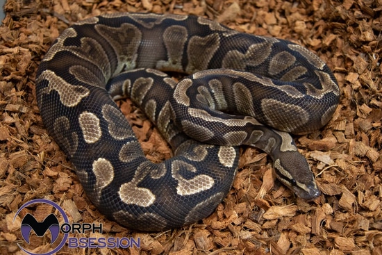 GHI Fire Het DG Ball Python by Morph Obsession