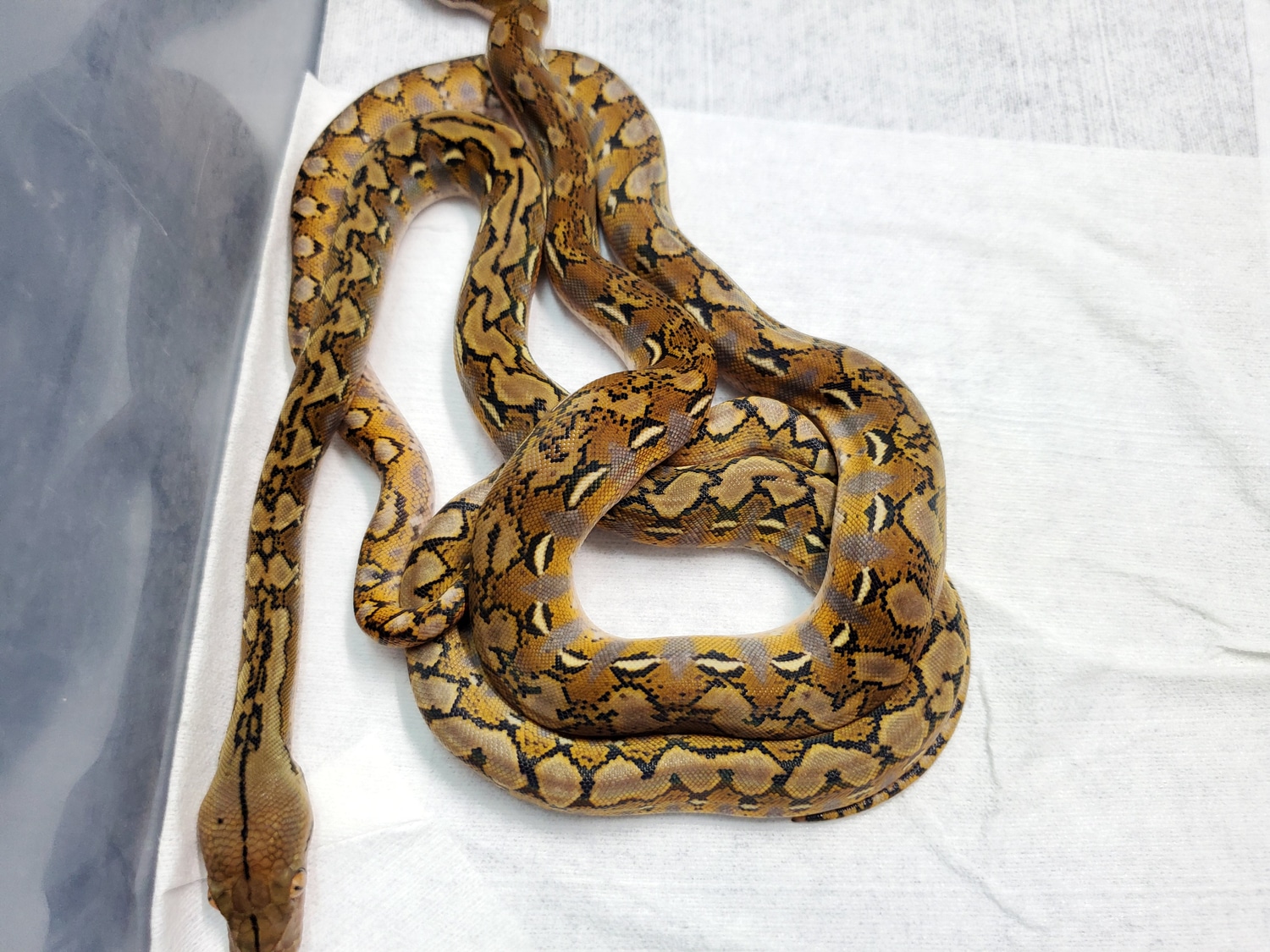 Dwarf Platinum 50% Ternate 12.5 % Jampea Reticulated Python by D&M ...