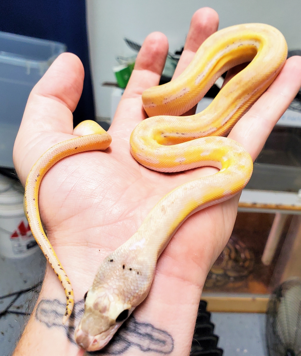 Dwarf Platinum 50% Ternate 12.5 % Jampea Reticulated Python by D&M ...