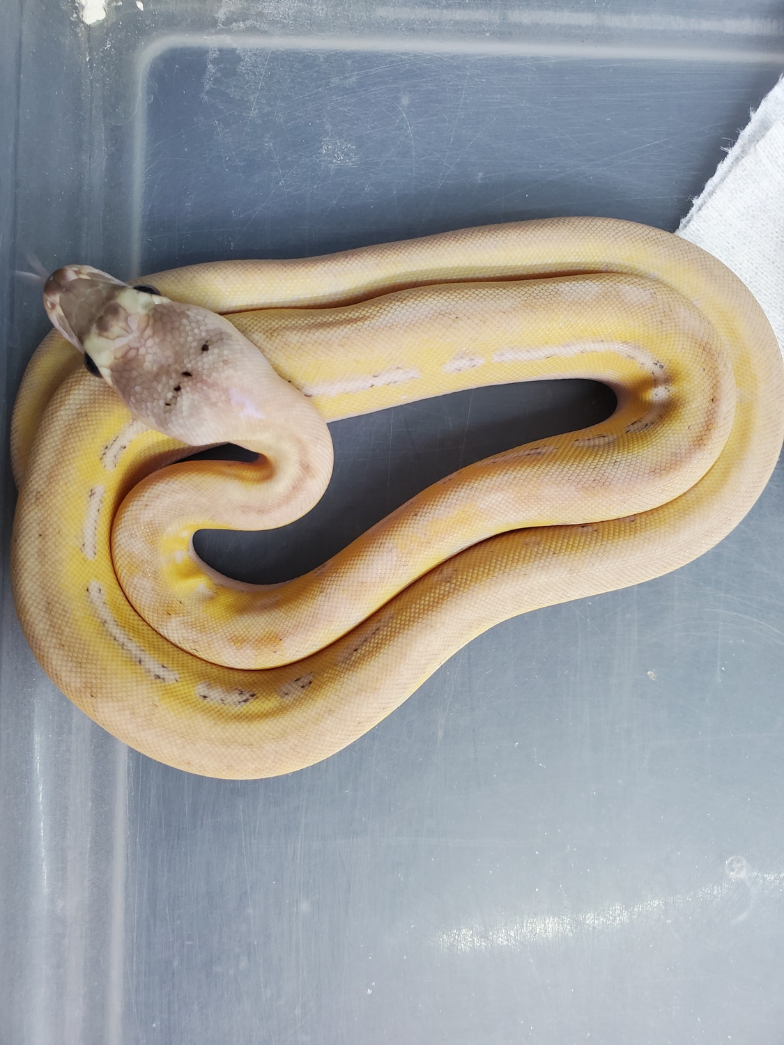 Dwarf Platinum 50% Ternate 12.5 % Jampea Reticulated Python by D&M ...