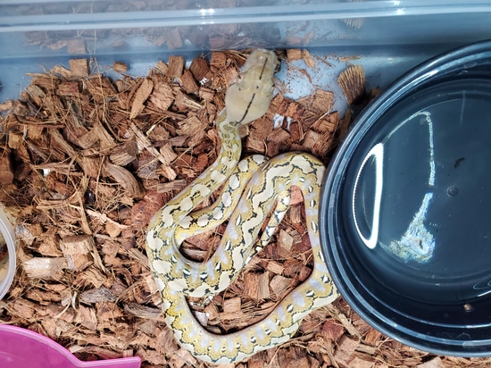 Dwarf 50% Ternate 12.5 % Jampea Reticulated Python by D&M Reptiles
