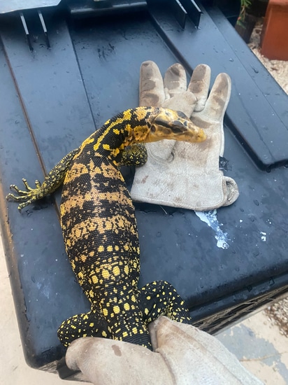 Cumingi Water Monitor by RHS reptiles