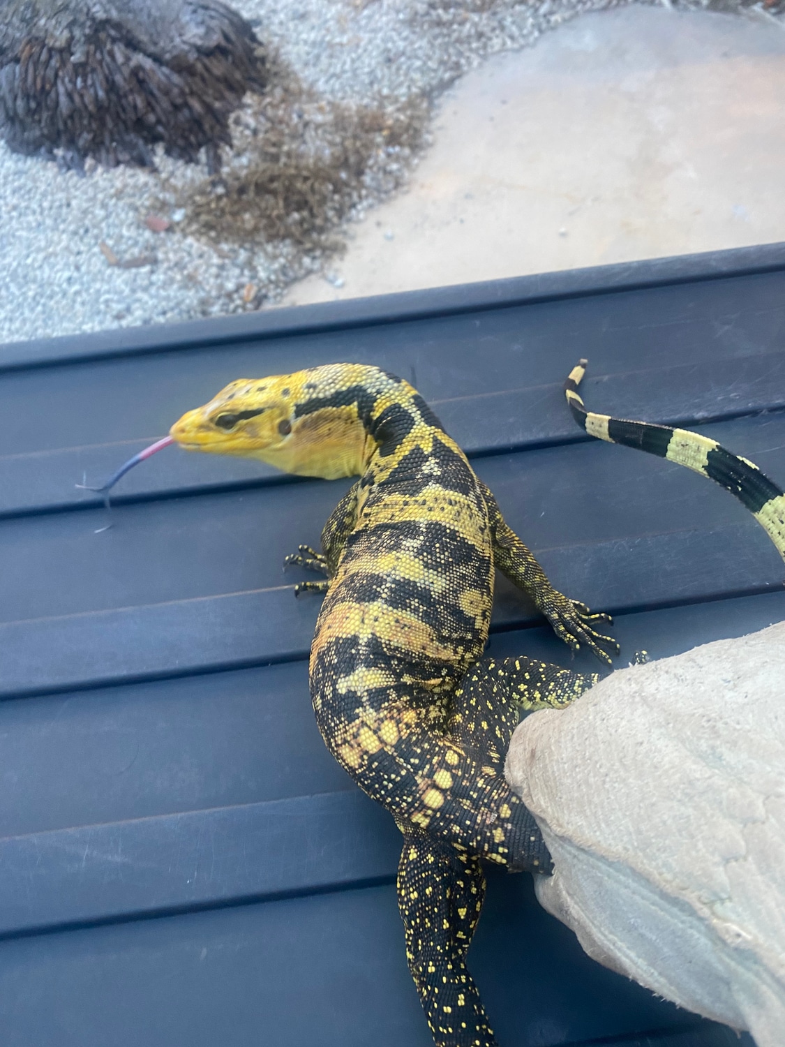 2022 1.1 Varanus Cumingi Water Monitor by RHS reptiles - MorphMarket