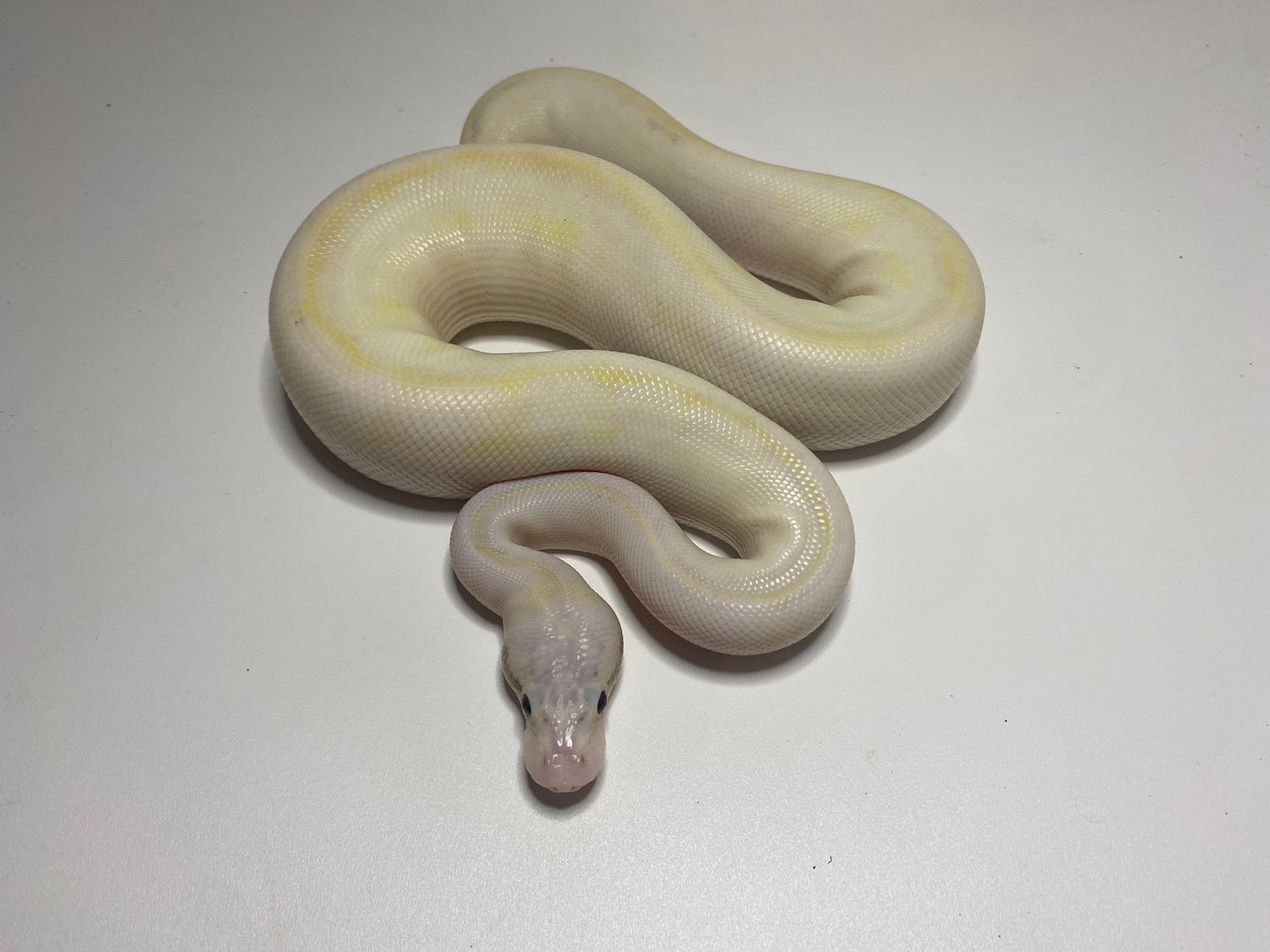Pastel Ivory Ball Python by Metamorphic Pythons - MorphMarket