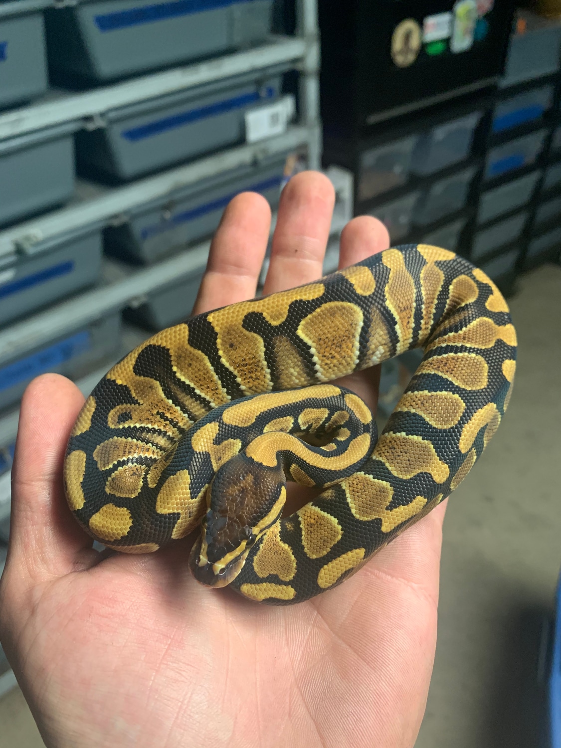 Asphalt 100% Het Clown Ball Python by Metamorphic Pythons - MorphMarket