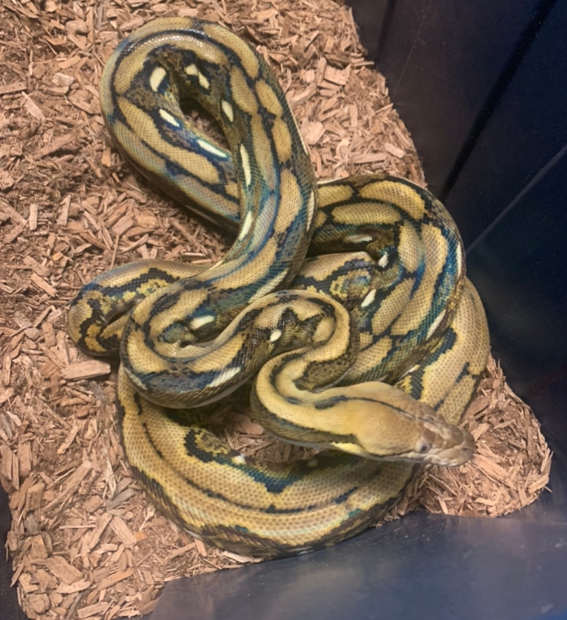 Super Dwarf Tiger Het Lavender Albino Het Anery Kalatoa Reticulated