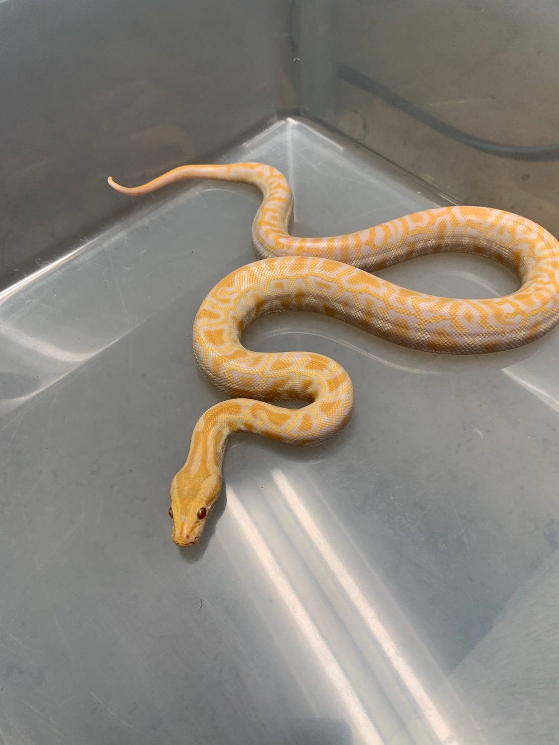 Albino Het Pied Burmese Python by Metamorphic Pythons - MorphMarket