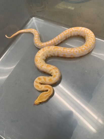 Albino Het Pied Burmese Python by Metamorphic Pythons
