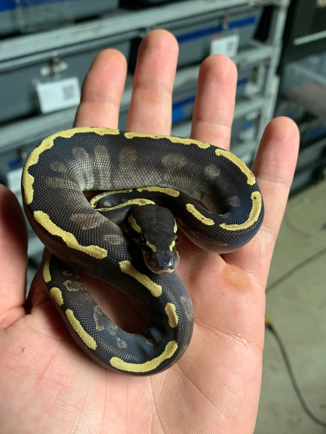 GHI Mojave Ball Python by Metamorphic Pythons - MorphMarket