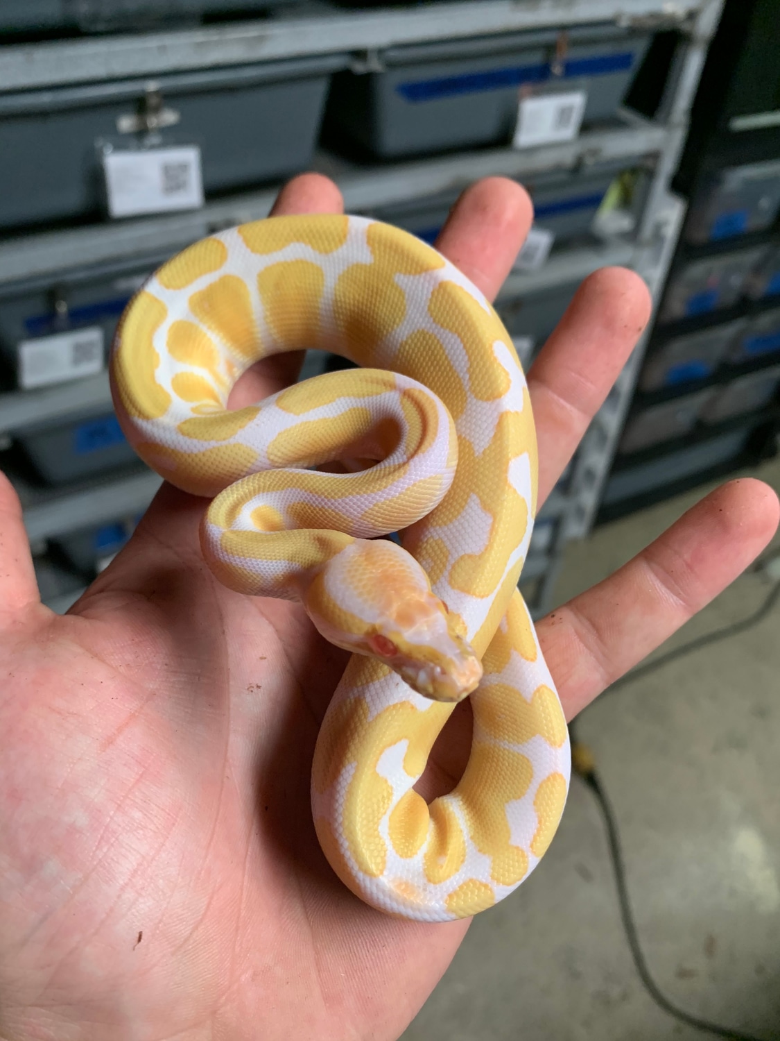 Abino Ball Python by Metamorphic Pythons - MorphMarket