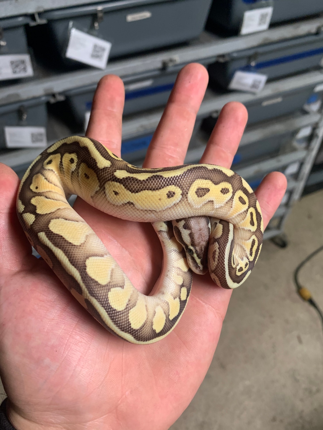 Pastel Lesser 100% Het Clown Ball Python by Metamorphic Pythons ...