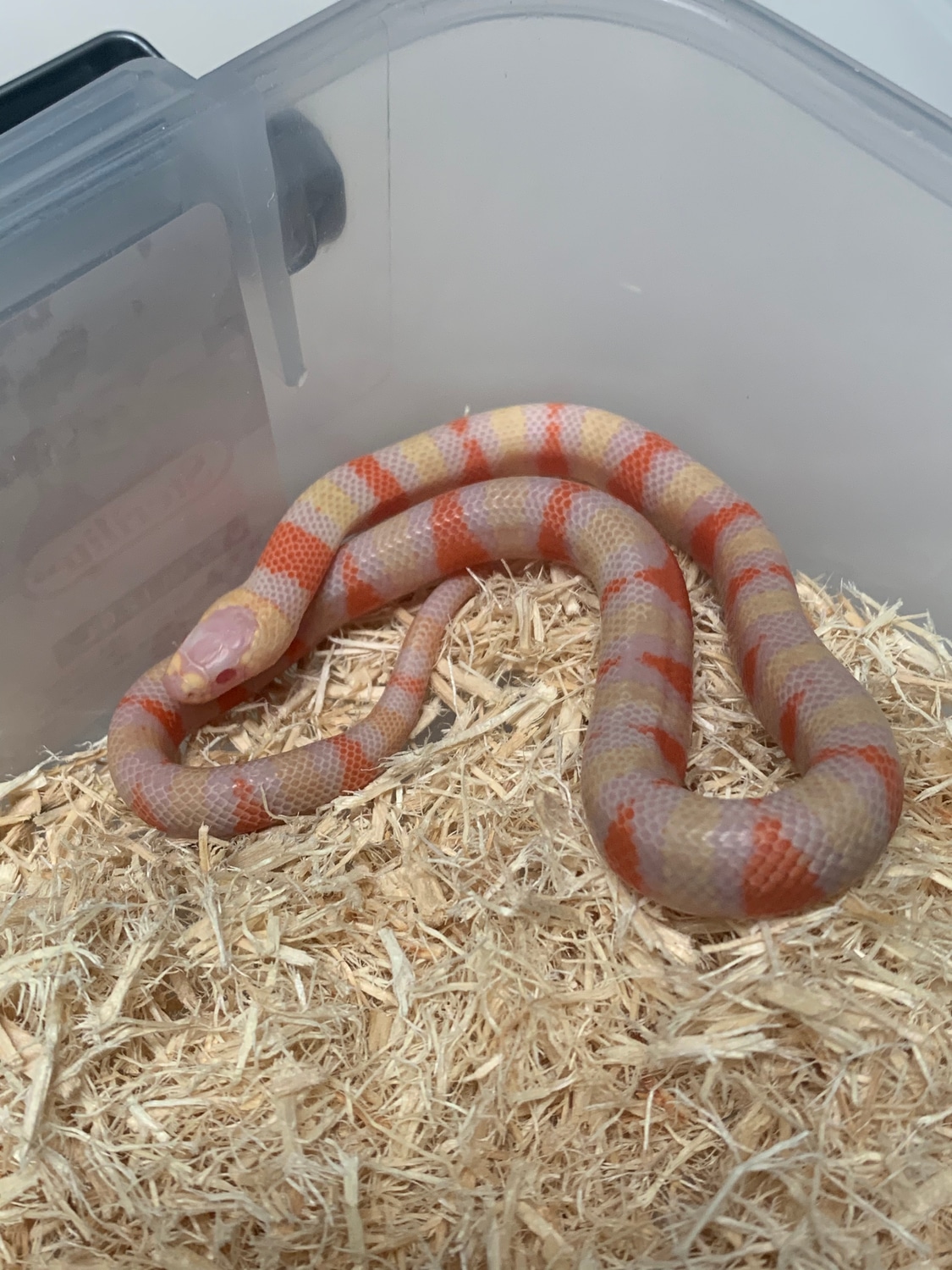 Albino Het Anery 50% Het Hypo Honduran Milk Snake by Metamorphic ...