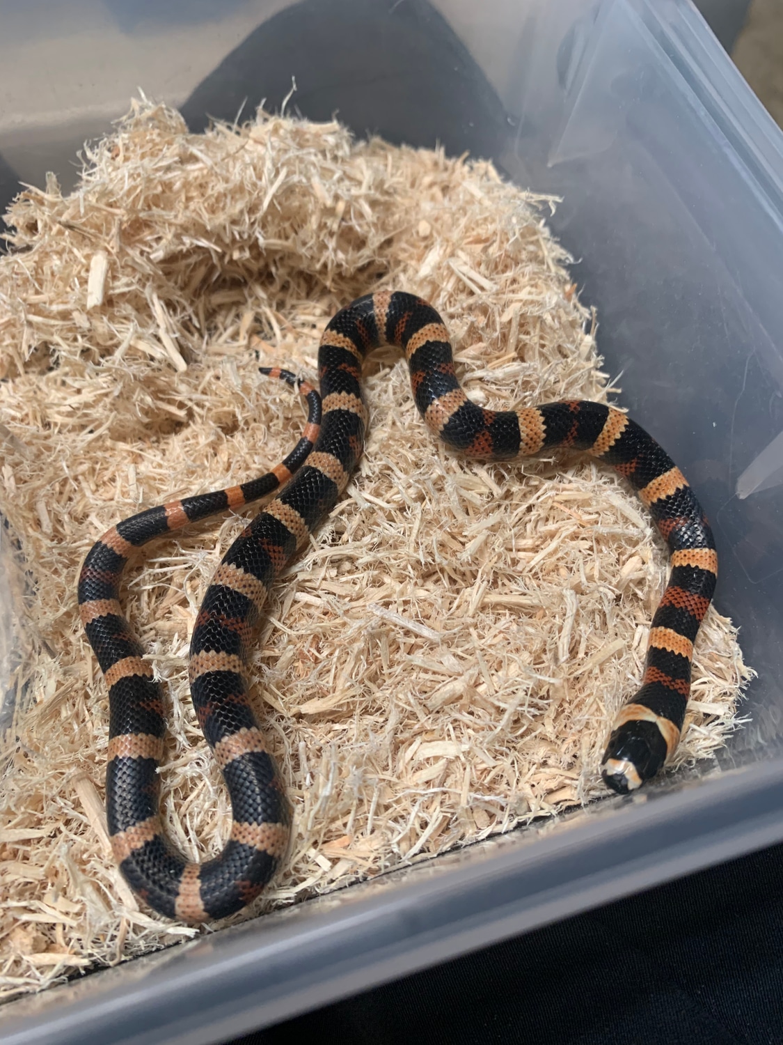 Het Albino Het Anery 50% Het Hypo Honduran Milk Snake by Metamorphic ...