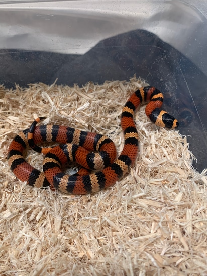 Dbl Het Ablino Anery 50% Hypo Honduran Milk Snake by Metamorphic Pythons