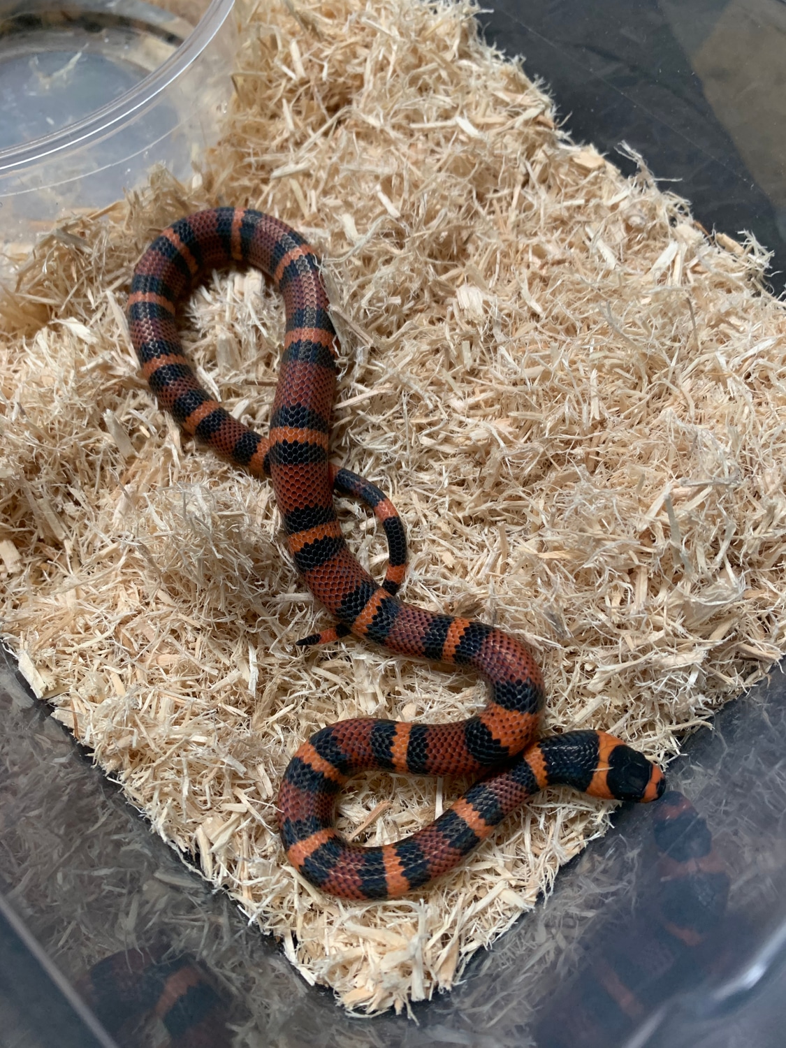 Tangerine Dbl Het Albino Anery 50% Het Hypo Honduran Milk Snake by ...