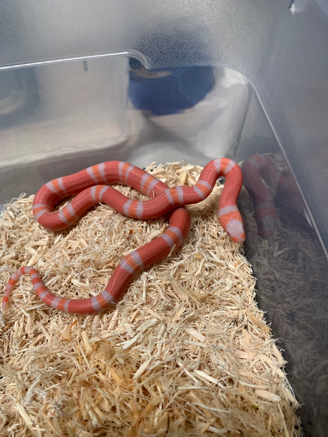 Albino Tangerine Het Anery 50% Hypo Honduran Milk Snake by Metamorphic ...