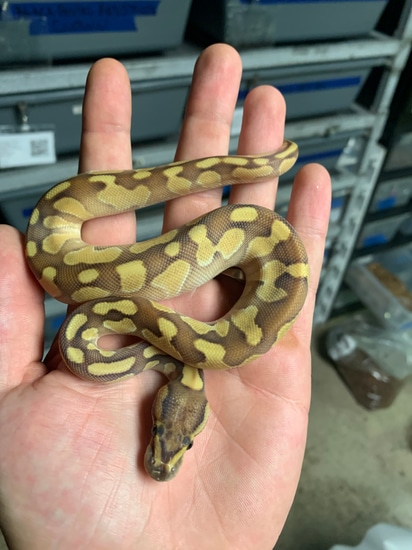 Enchi Lesser Ball Python by Metamorphic Pythons