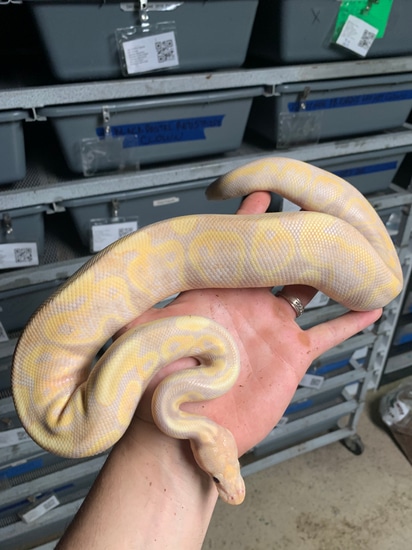 Super Banana Het Clown 50% Het Ghost Ball Python by Metamorphic Pythons
