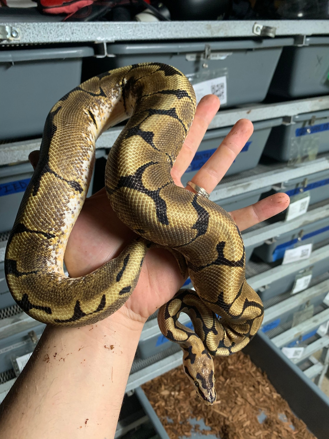 Spider Het Ghost Ball Python by Metamorphic Pythons - MorphMarket