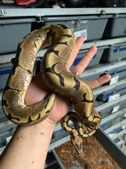 Spider Het Ghost Ball Python by Metamorphic Pythons